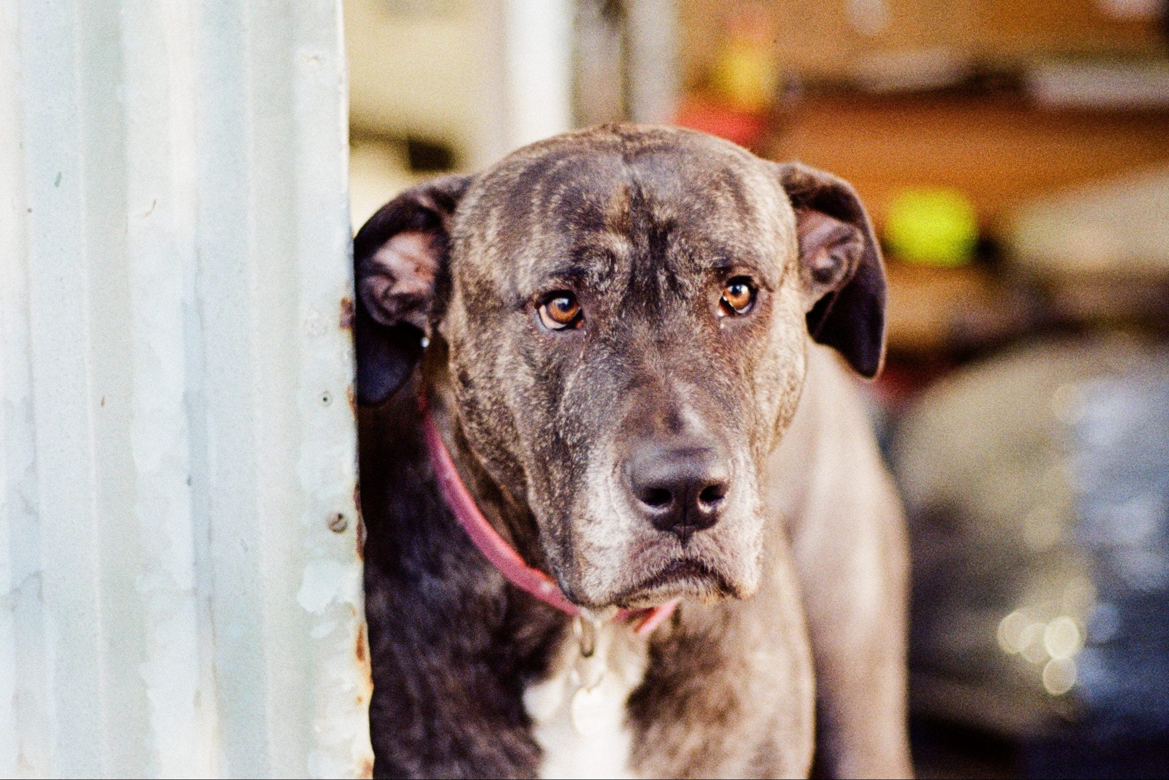 Introducing Luna Wilson - Suitcase Records